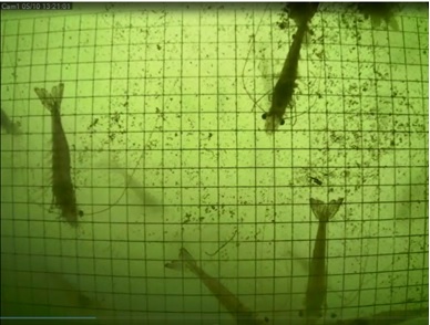 AI system detects early warning of stress symptoms in farmed shrimp